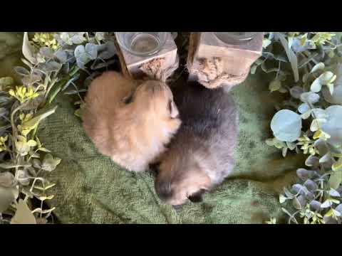 Tiny Pomeranian puppies in California . Candicoloredpoms.com has puppies!!
