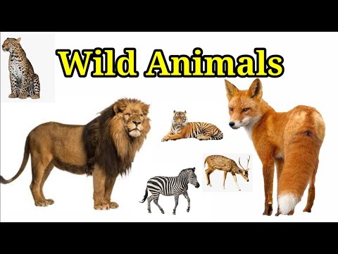 wild animals name in english and malayalam | animals name and sound for toddlers | animals for kids