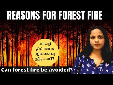 What is forest fire I forest fire in tamil I காட்டு தீ எதனால் வருகிறது I wild fire explained tamil
