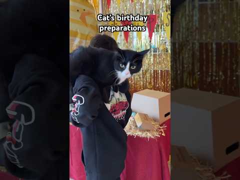Cat Getting Ready for the Ultimate Birthday Party! ππ | Adorable Cat Party Prep!
