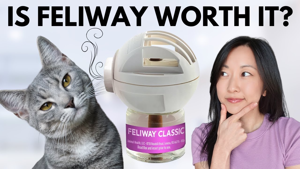 Does Feliway Work? What SCIENCE Says