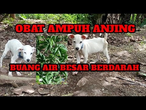 OBAT AMPUH UNTUK ANJING BUANG AIR BESAR NYA DARAH...