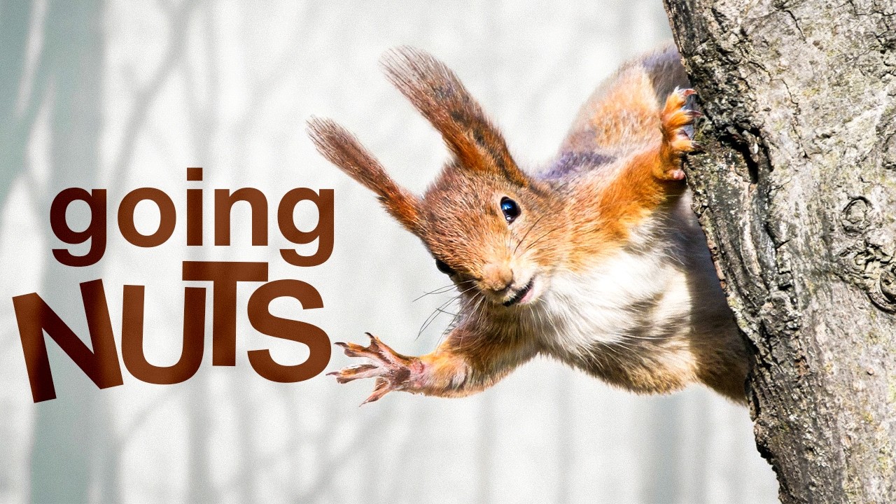 Going Nuts - Tales from the Squirrel World