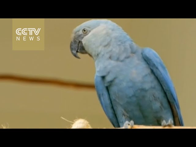Spixs Macaw Parrot: An Inspiration for The "Rio" Film
