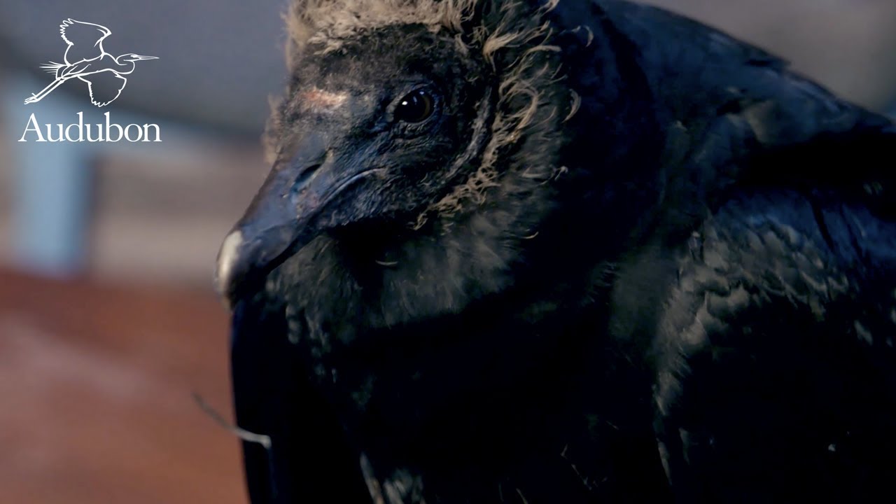 Why Are Vultures Important?
