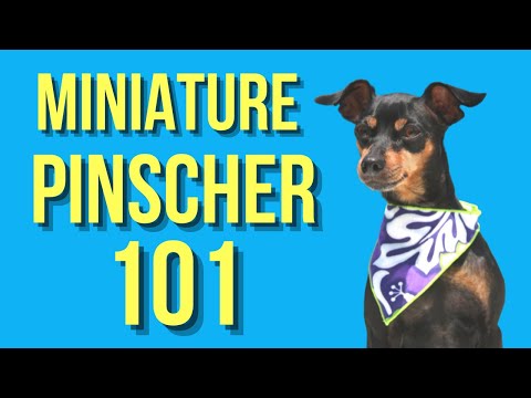 Miniature Pinscher – Dogs 101