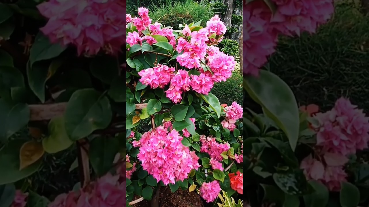 Bougenville 250K bunga tumpuk hawai soft pink beauty #bougainvillea #flowers #tanamanhias #shorts