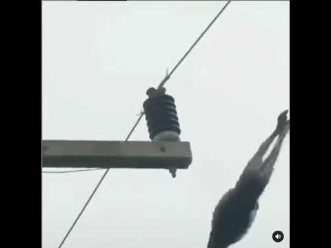 Monkey Ends It All
