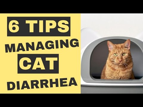 What Should I Do If My Cat Has Diarrhea
