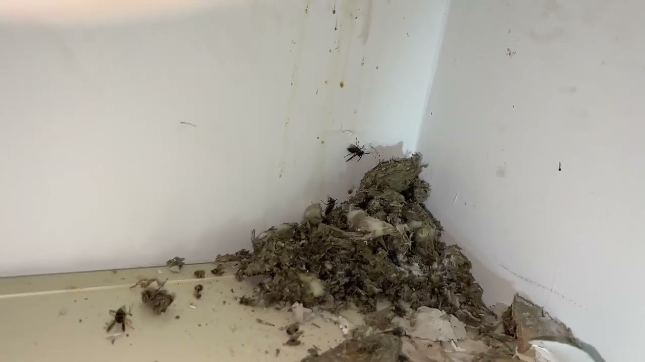 Exterminators Cause More Problems than They Solve