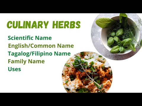 CULINARY HERBS | Scientific Name | Uses, Common Name | Filipino Name | Family Name | AgriEdify