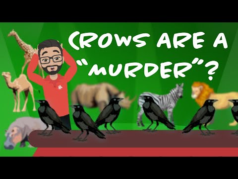 "A MURDER"? | The Most Bizarre Animal Group Terms!