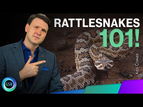Rattlesnake 101: Survival, Venom, and God’s Design| GSR Kids Corner with David Rives.