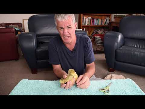 How to Heal Goslings with Splayed Legs