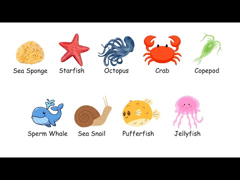 Every Major Sea Creature From Spongebob Squarepants