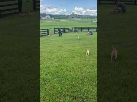 YELLOW/RED LAB PUPPIES - EXCELLENT PEDIGREE