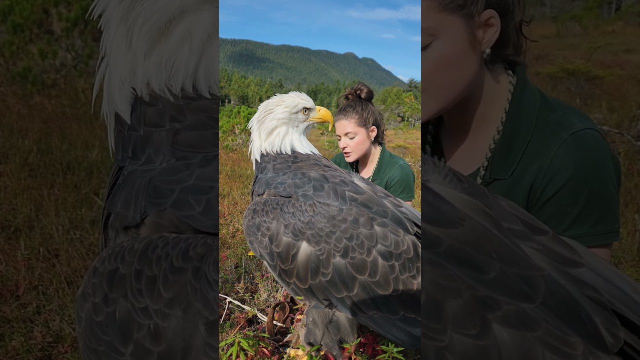 Meet Sitka, our largest Bald Eagle ambassador #BaldEagleAmbassador #WildlifeEducation #Backstory