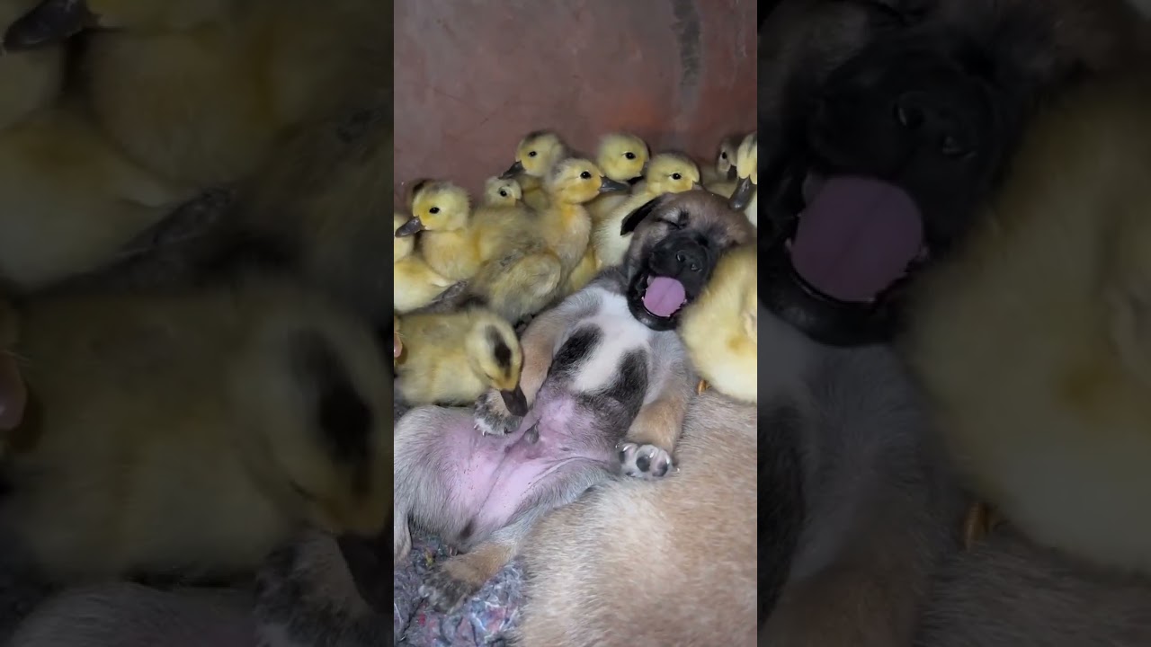 The duck mistook the dog's penis for a bug #cutepet #dog