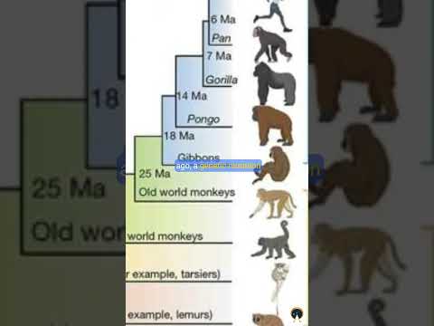 The Tale of Tails  Why Humans Lost Their Appendages
