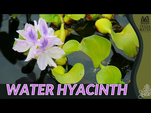 WATER HYACINTH Information, Description & More! (Eichhornia crassipes)