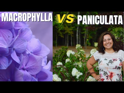 Which Hydrangea is Right for You? Macrophylla vs. Paniculata Explained