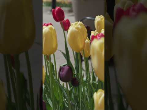 Tulips in Holland, Michigan