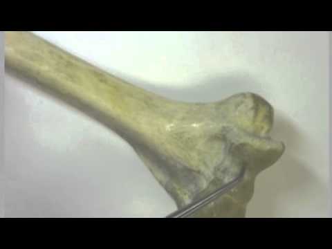 Dr. Fabian Identifying Parts of the Humerus