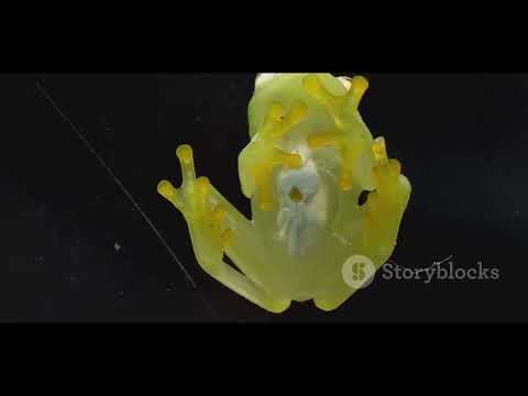 Amazing Frog Species of the Amazon