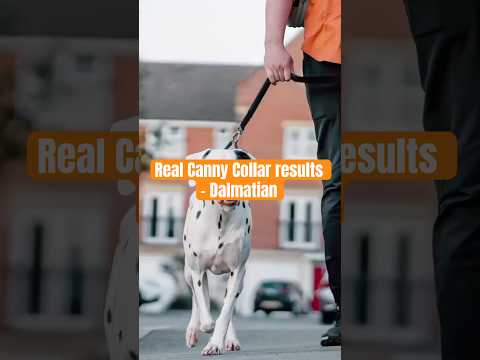 The Canny Collar stops pulling on the lead - dog gear you must have!