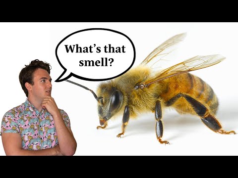 Bug Pheromones: Alarms