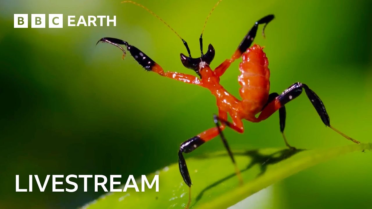 🔴 LIVE: One Hour of Amazing Insect Moments | BBC Earth