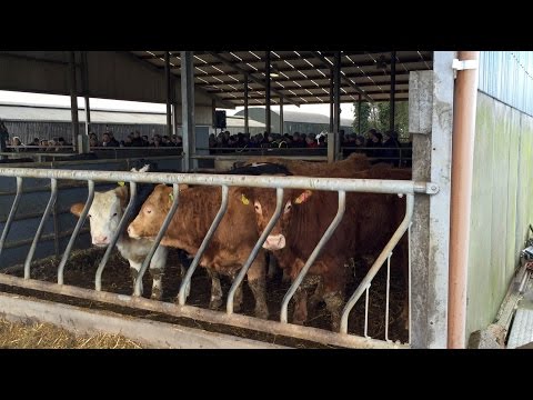 Beef Finishing Masterclass – Beef Farming