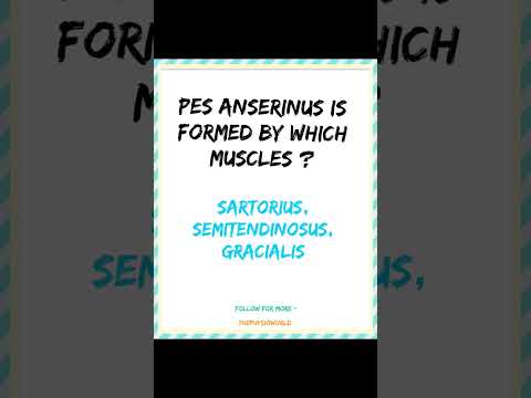 Pes Anserinus is formed by which muscles?