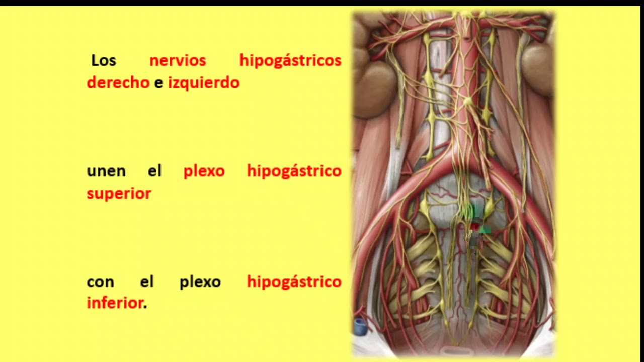 Plexos autónomos extrínsecos