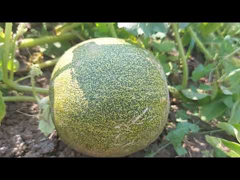 Melon Companion Plants