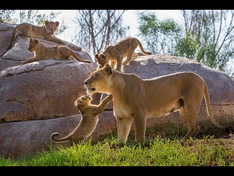 Four Lion Cubs Playing & Learning to be Lions