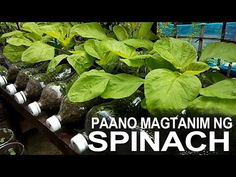 MADALING PARAAN SA PAGTATANIM NG SPINACH