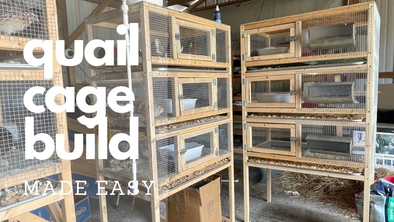 If I Started RAISING QUAIL In 2025, I'd BUILD THIS CAGE.