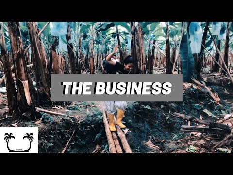 The Business In Ecuador | Family Business Idea | What's chocolate made of? |