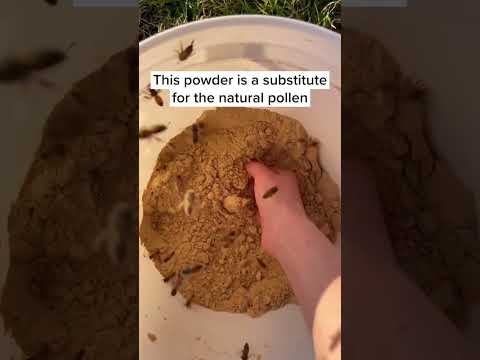 Feeding the Bees