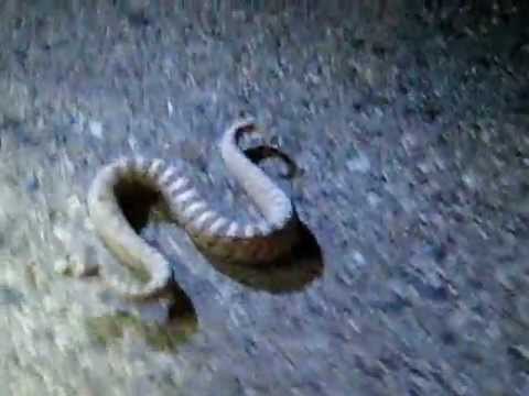 Sidewinder Sidewinding