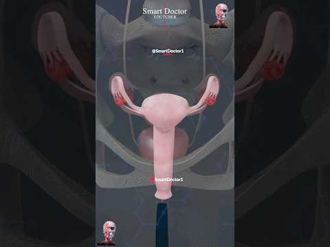 Uterus & Ovary | like you've never seen it before. ♀️