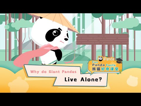 【Fun Panda Facts】Why Do Giant Pandas Live Alone? | iPanda