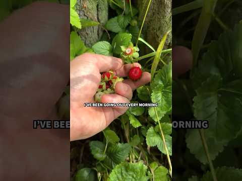 Wild false strawberries for chickens #homestead #foragedfood