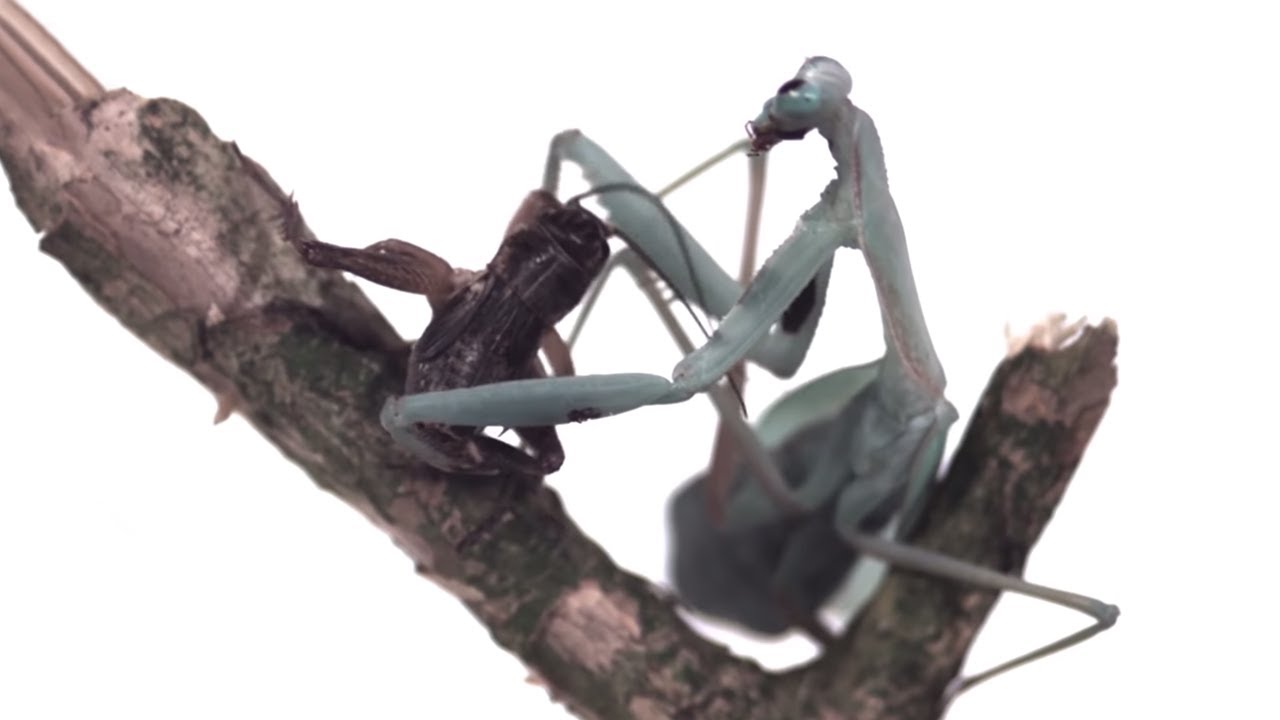 Praying Mantis Attack In Slow Motion | BBC Earth