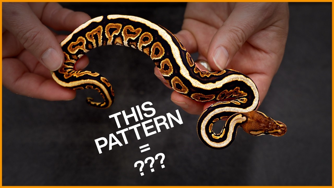 Can you guess this Ball Python combo?! | Guess the Morph!
