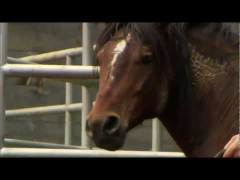 Watch English Trailer Of Wild Horse Wild Ride