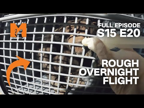 Chimps Are Screaming | Season 15 Episode 20 | Full Episode | Monkey Life