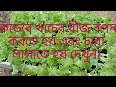 How to sow Batavia lettuce seeds and how to plant seedlings.