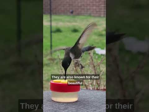 Hummingbird